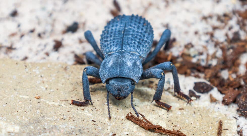 Blue Death Feigning Beetle | Zoo Med Laboratories, Inc.