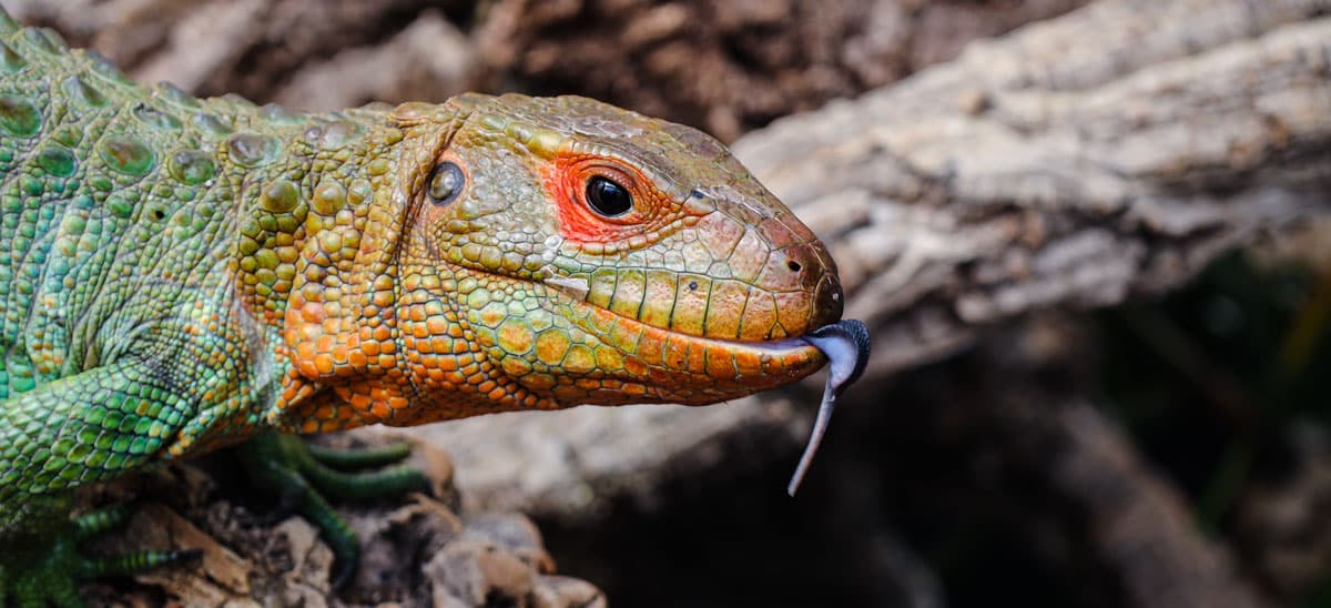 Lighting & UVB Education – What is UVA | Zoo Med Laboratories, Inc.