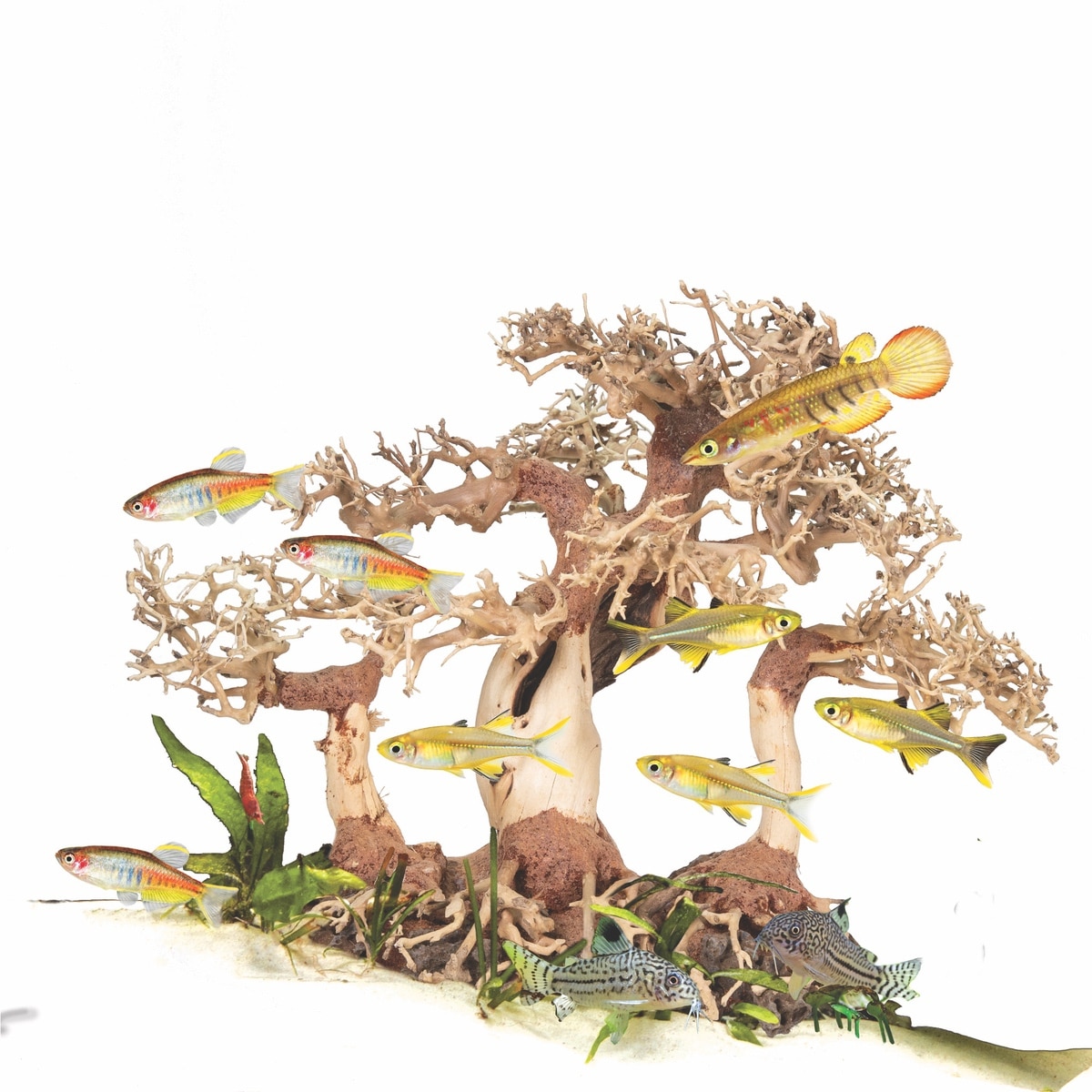 Dragon Bonsai Tree | Zoo Med Laboratories, Inc.