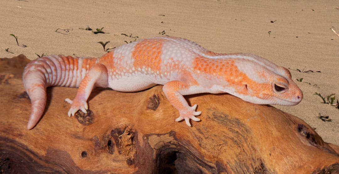 African Fat Tail Gecko | Zoo Med Laboratories, Inc.