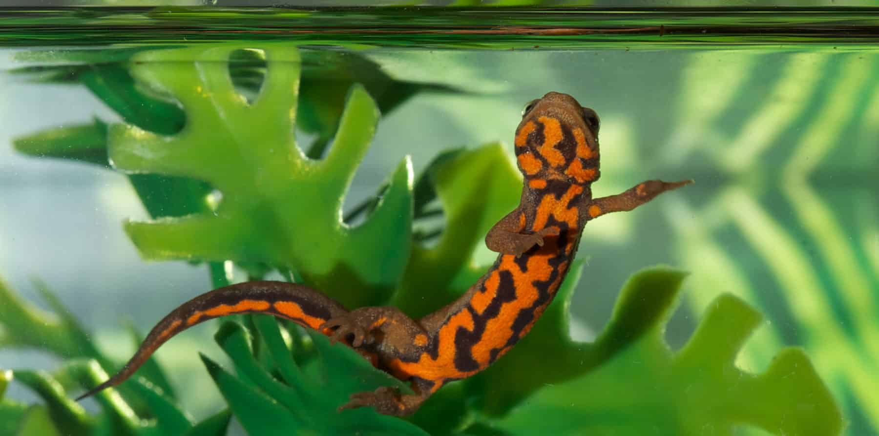 Aquatic Newt | Zoo Med Laboratories, Inc.