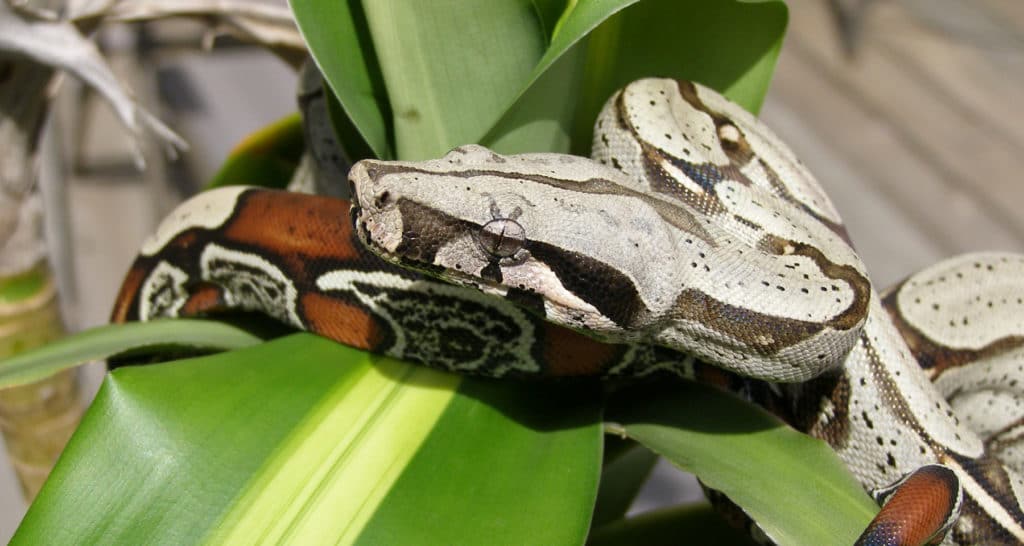 Red Tailed Boa | Zoo Med Laboratories, Inc.