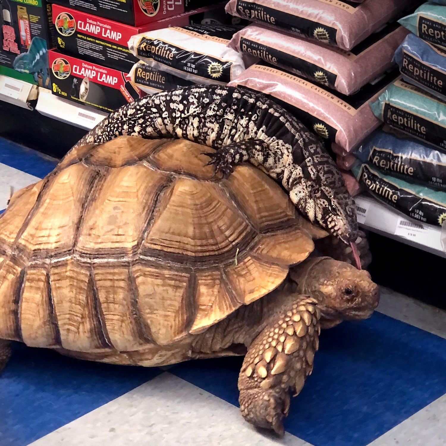 Store of the Month – March 2020 | Zoo Med Laboratories, Inc.