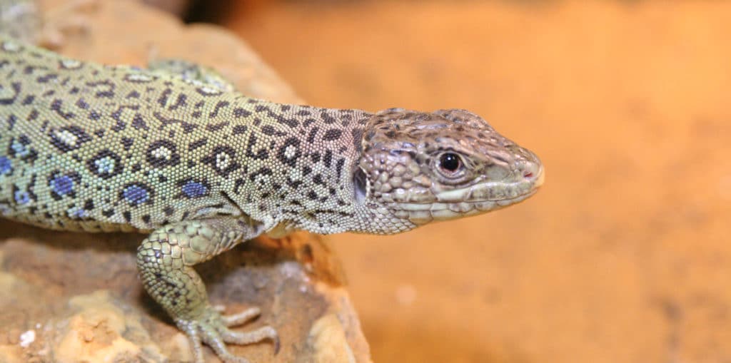 Desert Lizards | Zoo Med Laboratories, Inc.